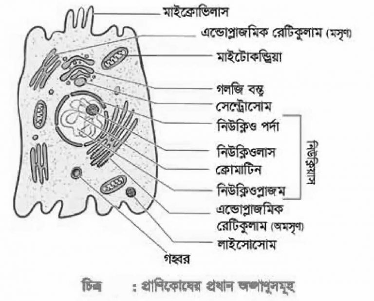 ৭ম সপ্তম শ্রেণির ৯ম সপ্তাহের বিজ্ঞান অ্যাসাইনমেন্ট উত্তর এবং প্রশ্ন ২০২১